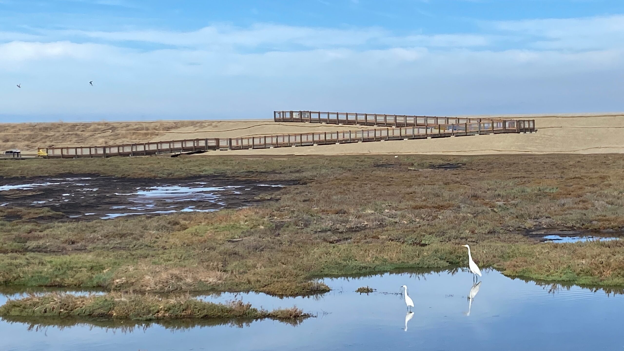Junior Rangers at the Refuge: Salt Marsh Senses - Alviso - San ...